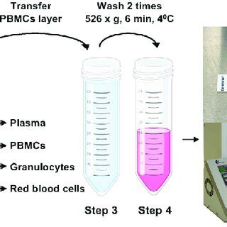 The Schematic Diagram Of PBMCs Isolation Procedure Cell Counting And