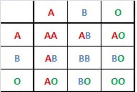 Genetics Of Blood Type Worksheets
