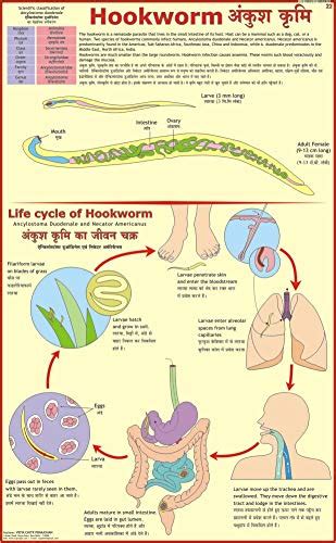 Buy Hookworm Chart Book Online At Low Prices In India Hookworm Chart