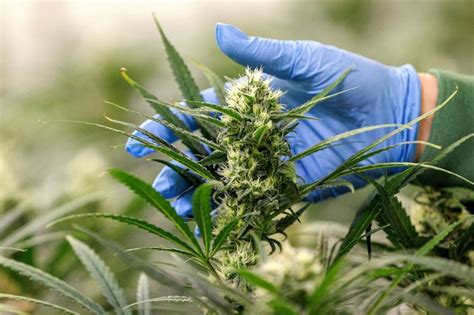 ¿cuáles Son Las 10 Mejores Ciudades Para El Cannabis