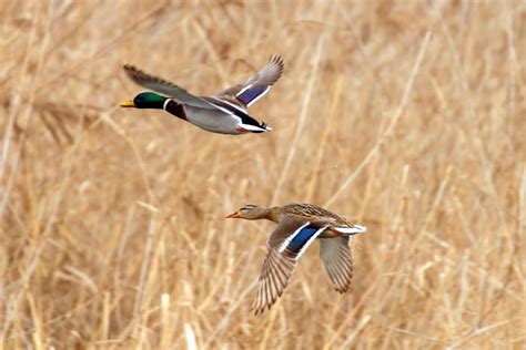 Understanding Migratory Bird Flyways And How To Hunt Them Wide Open