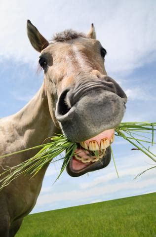 Understanding How The Equine Digestive System Works The Gaitpost