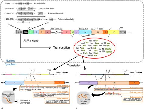 Differential Increases Of Specific Fmr1 Mrna Isoforms In Premutation