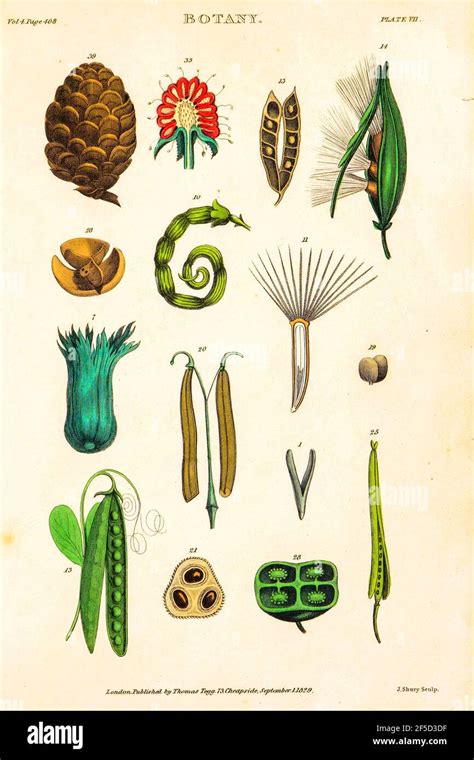 Plant Classification System