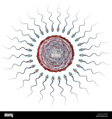 Human Sperm Cells Artwork Cut Out Stock Images And Pictures Alamy