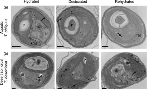 Tem Photomicrographs Of An Aquatic And Terrestrial Tetradesmus In