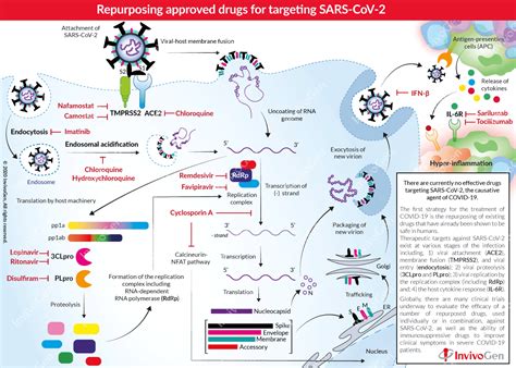 Covid 19 Repurposing Drugs Invivogen