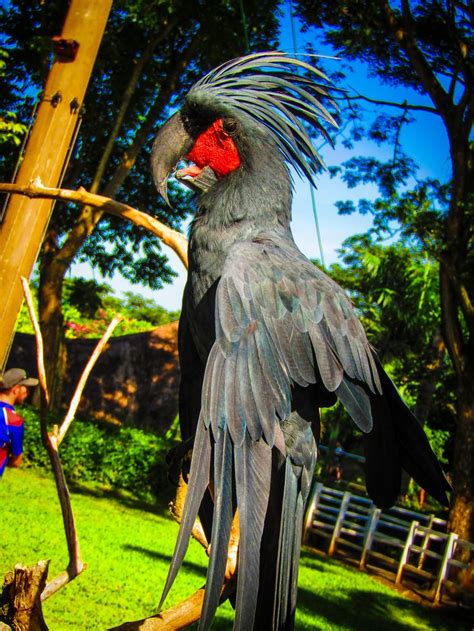 Palm Cockatoo🐦 Forest Photography Pet Bird Nature Photography