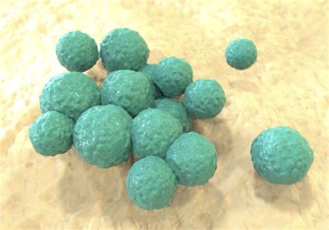 Streptococcus Sanguinis Qué Es Características Morfología Ciclo Vital