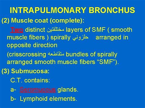 Respiratory System Ii Extrapulmonary Bronchus Primry Bronchus Generally