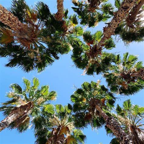 Cyprus Trees Images Free Download On Freepik