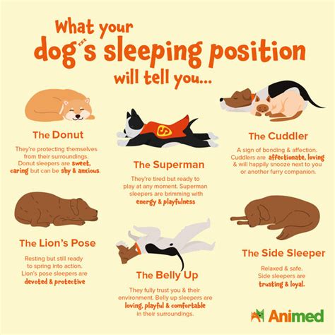 Dog Sleeping Positions And What They Mean Animed Direct
