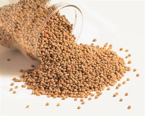 EasyMeWorld All About Sorghum