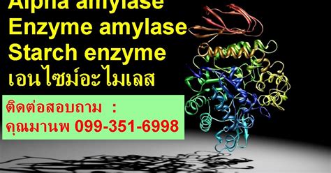 High Performance Alpha Amylase Enzyme ขายเอนไซม์ คุณภาพสูงจาก ญี่ปุ่น