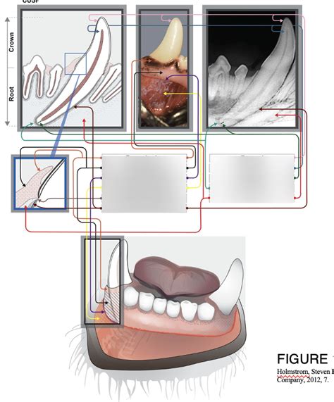 Teeth Lecture Diagram Quizlet