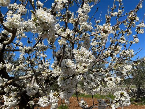 Puglia la natura è in tilt per il caldo ciliegi in fiore nella prima