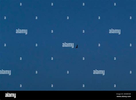 Common Pipistrelle Bat Pipistrellus Pipistrellus In Flight At Dusk