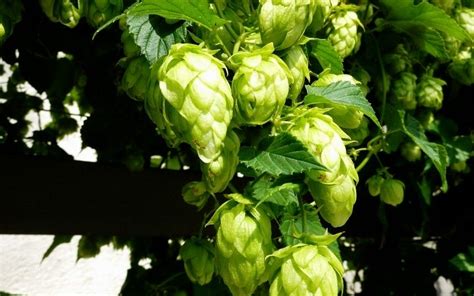 Chmiel Zwyczajny Encyklopedia Ziół Leki Natury