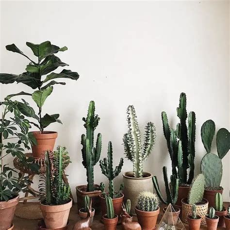 Descubre los hashtags más populares de cactus que elevarán tus fotos