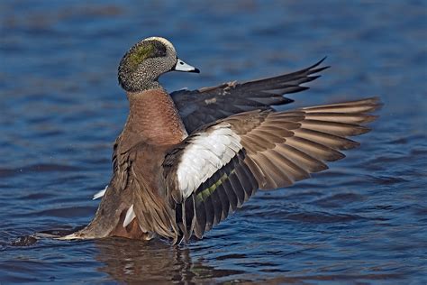 American Wigeon Anas Americana Boreal Songbird Initiative