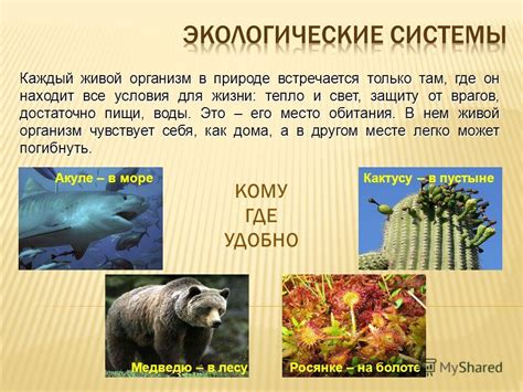 Презентация на тему Каждый живой организм в природе встречается