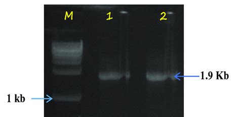 18s rdna pcr product from argulus sp [m 1kb ladder 1 and 2 samples