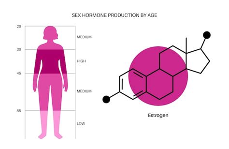 테스토스테론 수치 색상 차트 나이 고립 된 평면 벡터 Infographic에 의해 성 호르몬 생산 남성 신체의 호르몬