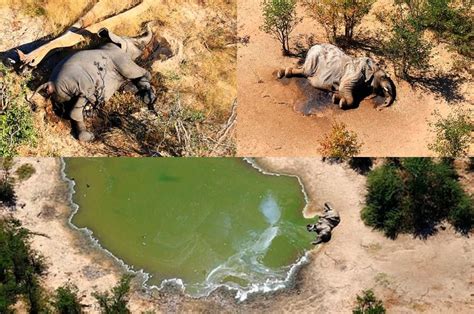 África Mueren Más De 350 Elefantes Por Causas Desconocidas El