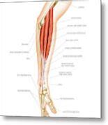 Superficial Muscles Of Forearm Metal Print By Asklepios Medical Atlas