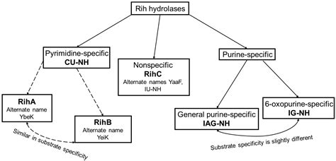 Ribonucleoside Hydrolase Structure Encyclopedia Mdpi