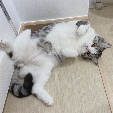 Pin De Koneko En Cuties Gatos