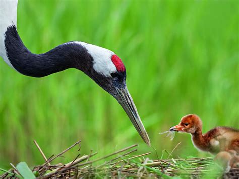 丹顶鹤野拍鸟类信息网