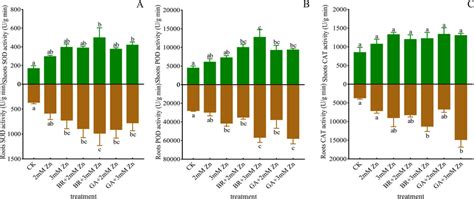 Effects Of Zn Stress Br And Ga Application On Antioxidant Enzyme