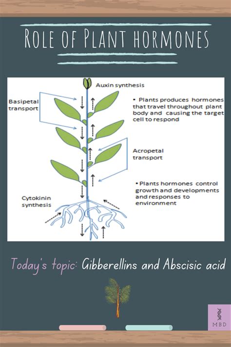 Plant Hormones Gibberellins And Abscisic Acid My Biology Dictionary