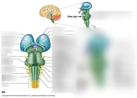 Brainstem Anterior View Diagram Quizlet