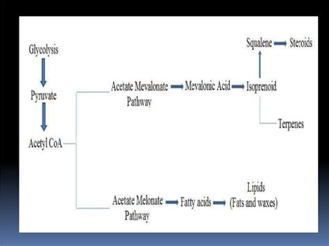 Metabolic Pathways Acetate Pathway Mevalonate And Melonate Pdf