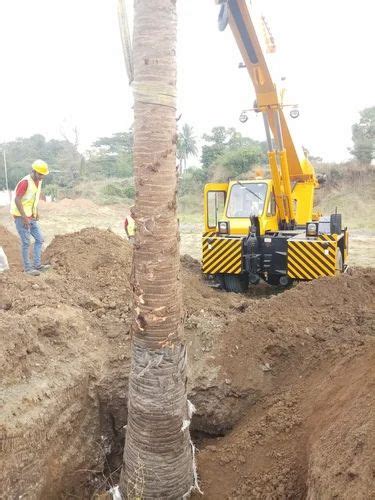 Tree Transplanting Services Farmetos ID Tree Transplanting Services Farmetos ID