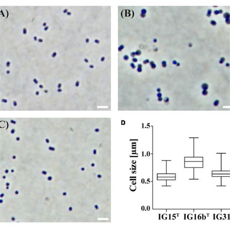 Investigation Of Cell Morphology And Size By Light Microscopy The