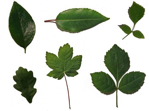 Leaf Definition What Is