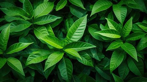 Refresh Natural Designthailand S Creative Layout Abstract Green Leaves