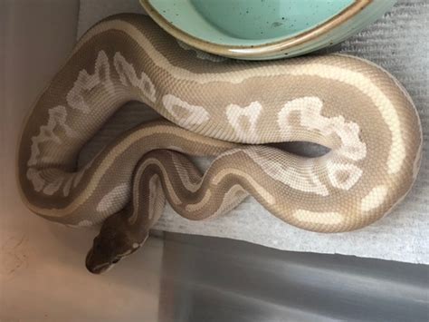 Leopard Crystal Ball Python By Fullsterkur Morphs