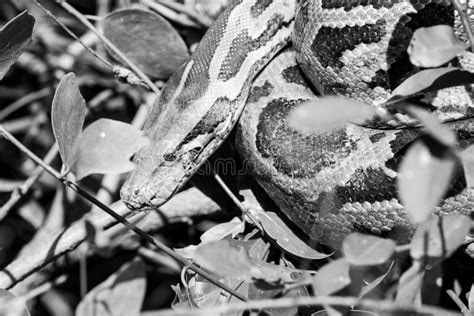 Shrubs Bharatpur Bird Stock Photos Free Royalty Free Stock Photos