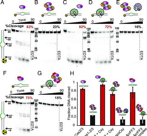Cas1 And Target Bound Csy Complex Are Opposing Regulators Of Cas23