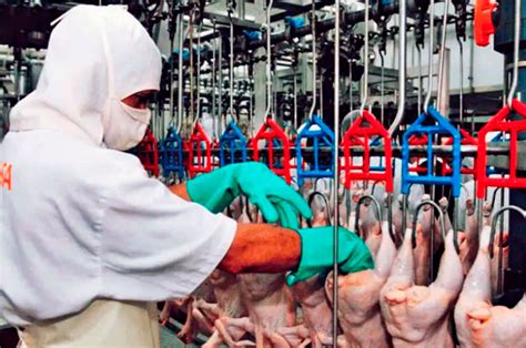 Los trabajadores avícolas levantan el paro anunciado después de acordar