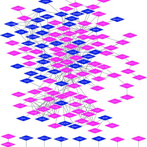 Protein Protein Interaction Network Constructed With The Up And Download Scientific Diagram