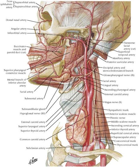 The Neck Basicmedical Key