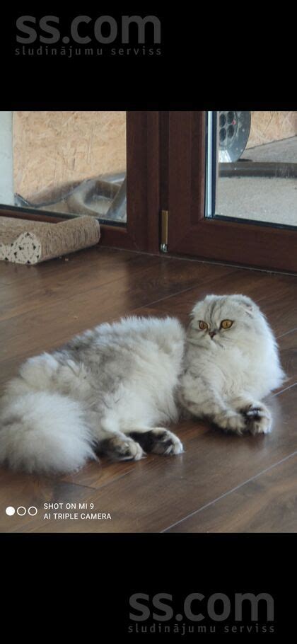 SS LV Кошки котята Шотландская вислоухая Цена Ищут любящих хозяев котята skottish