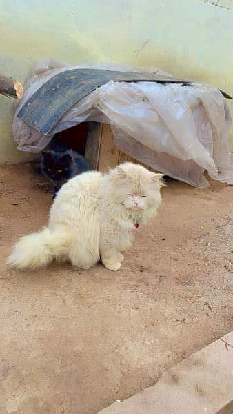 Persion Cats 1083415355