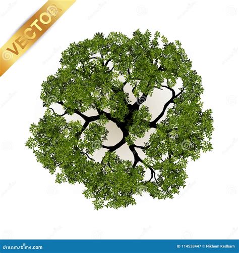 Trees Top View For Landscape Vector Illustration Stock Vector