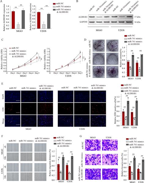 Overexpression Of Mir 761 Inhibits Osteosarcoma Cell Growth Migration